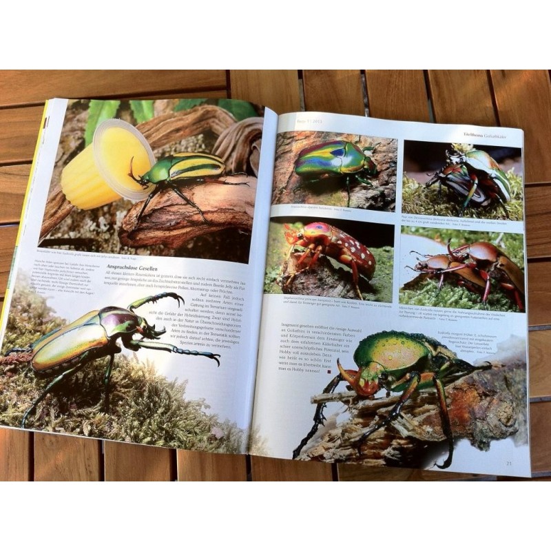 Bugs Magazine nr.1 - Goliathkäfer bunte Giganten
