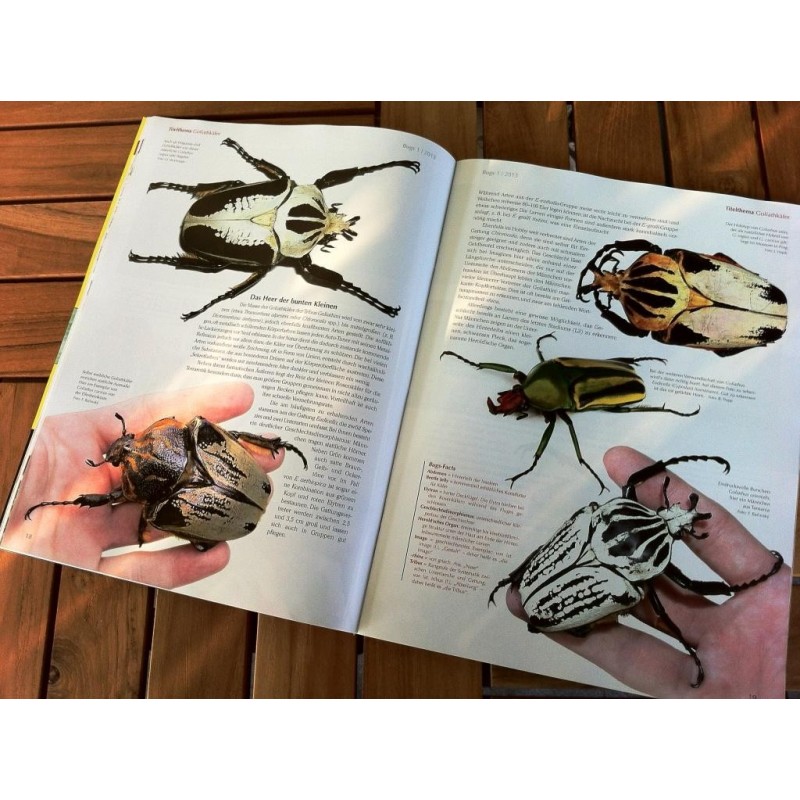 Bugs Magazine nr.1 - Goliathkäfer bunte Giganten