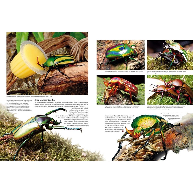 Bugs Magazine nr.1 - Goliathkäfer bunte Giganten