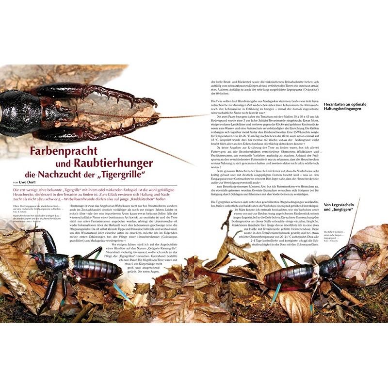 Bugs Magazine nr.1 - Goliathkäfer bunte Giganten