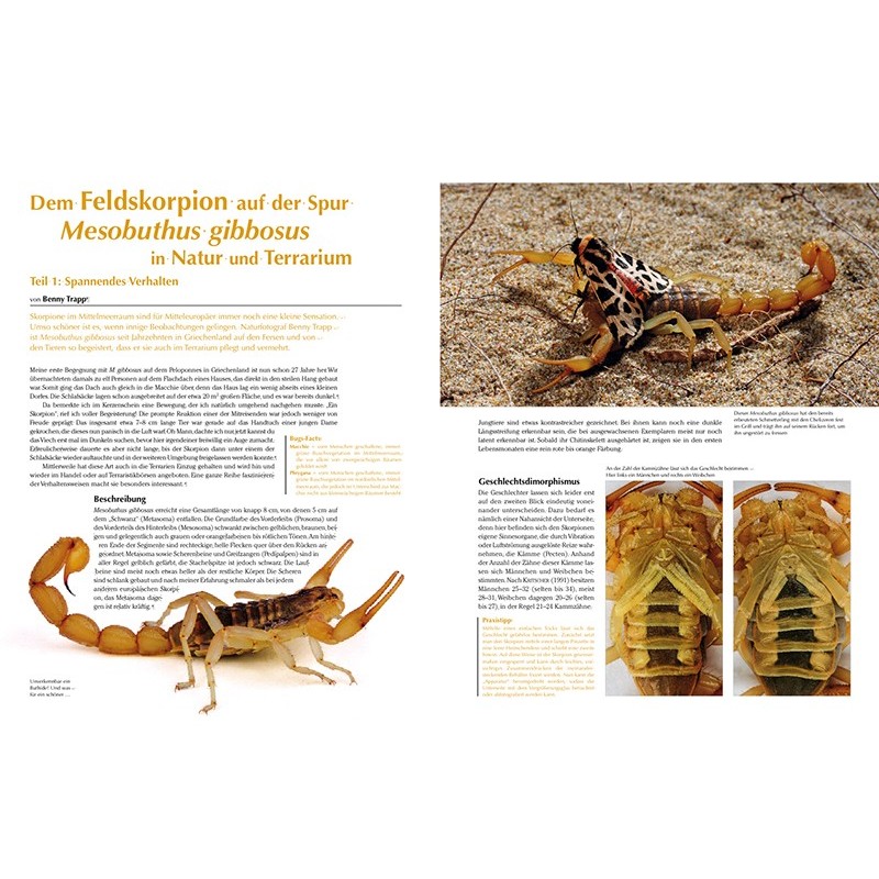 Bugs Magazine nr.1 - Goliathkäfer bunte Giganten
