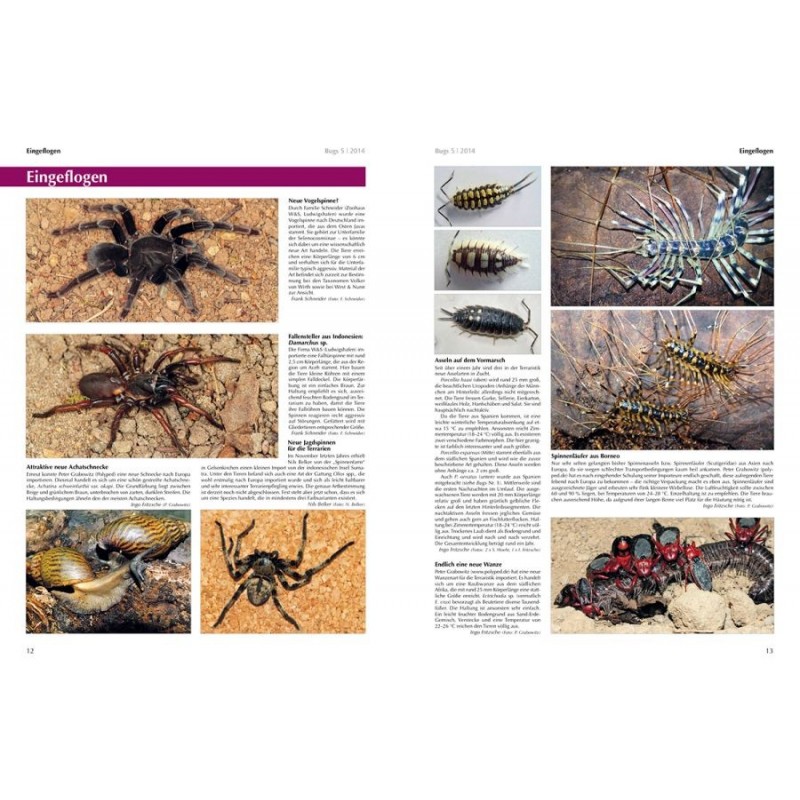 Bugs Magazine nr.5 - Skorpione Nordafrikas