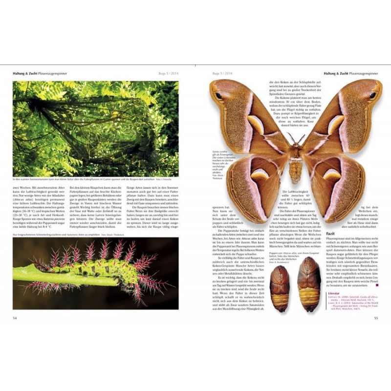 Bugs Magazine nr.5 - Skorpione Nordafrikas