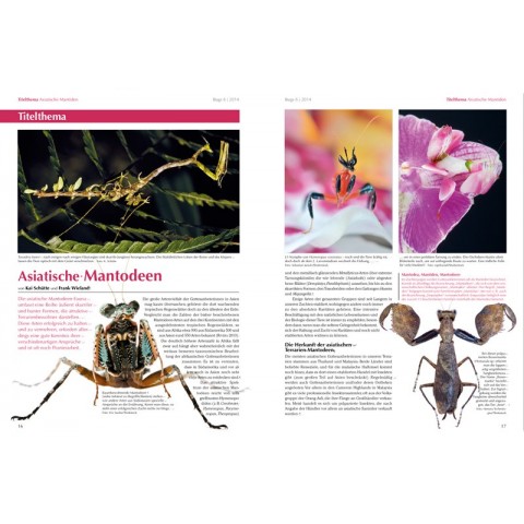 Bugs Magazine nr.6 - Asiatische Mantiden