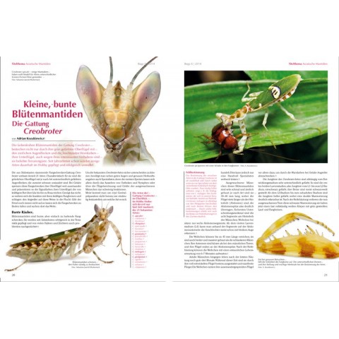Bugs Magazine nr.6 - Asiatische Mantiden